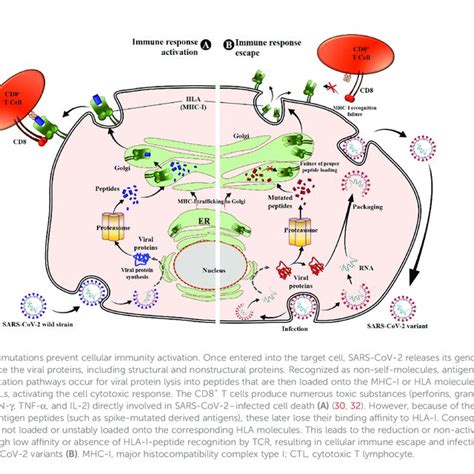 Molecular Bases Of Tcr Epitope Hla I Complexes And Effects Of Epitope Download Scientific