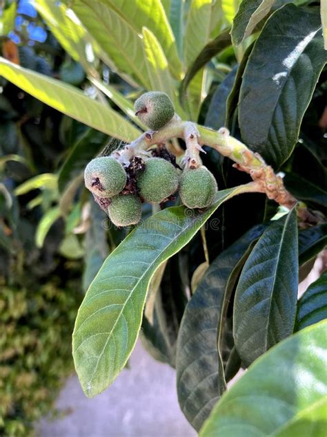 Loquat Japanese Plum Eriobotrya Japonica Evergreen Fruit Tree Stock Image Image Of Japonica