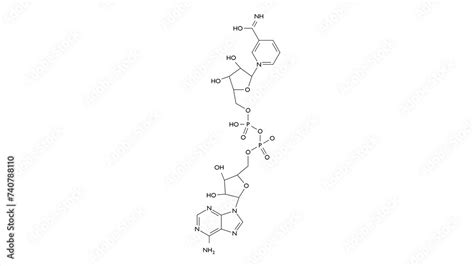 Nicotinamide Adenine Dinucleotide Molecule Structural Chemical Formula Ball And Stick Model