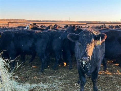 Cole Cattle Consulting Inc 45 Black Bbf Bred Cows Saskatoon Sk Team Auction Sales