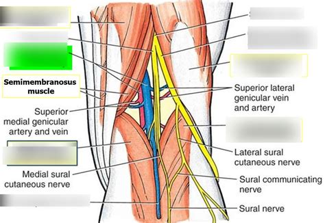 Popliteal Fossa