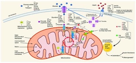Representation Of The Role Of Mitochondrial Dysfunction And Disrupted Download Scientific