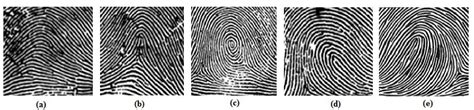 types of fingerprint a arch b tented arch c whorl d right loop