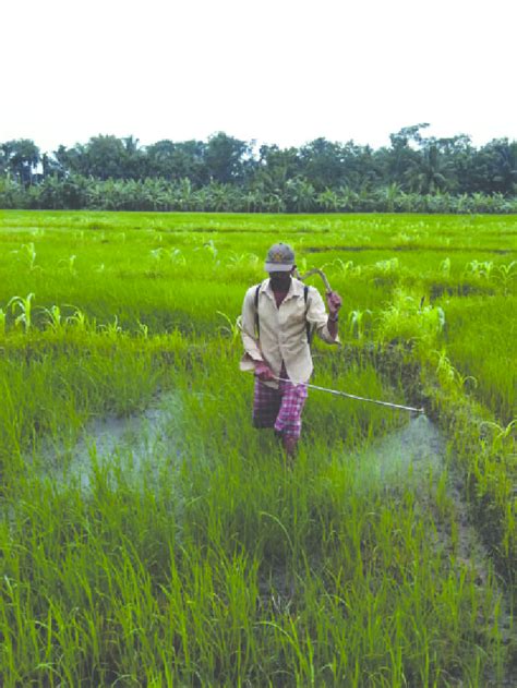 Manual Pesticide Spraying Of A Paddy Crop No Personal Protection Worn Download Scientific
