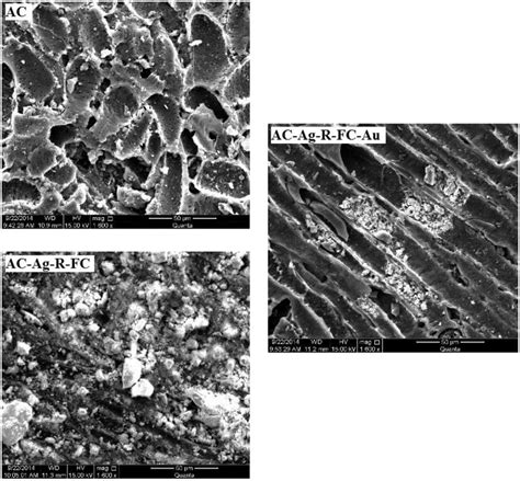 Scanning Electron Microscope Sem Micrograph Of Activated Carbon At Download Scientific
