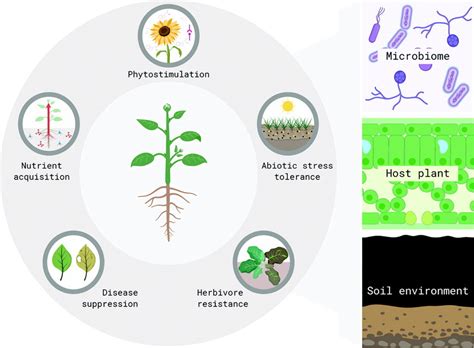 The Soil Plant Microbe Dance Soils At Guelph