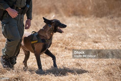 Belgian Malinois Training In Field With K9 Unit Of Police Force Stock
