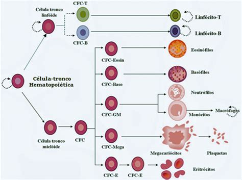 Célula Tronco Hematopoiética Cth Ccb