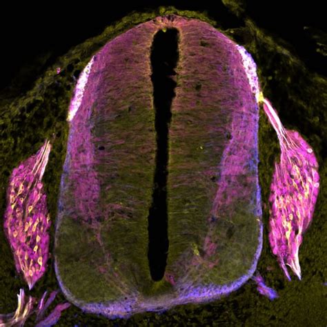 site icon lai lab