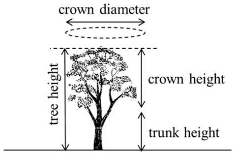 Canopy Trees Diagram