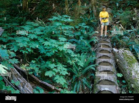 Log Steps Along Lookout Creek Trail Hj Andrews Experimental Forest