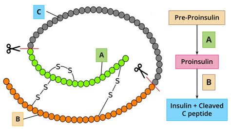 Biotechnology In Medicine — Lesson Science State Board Class 10