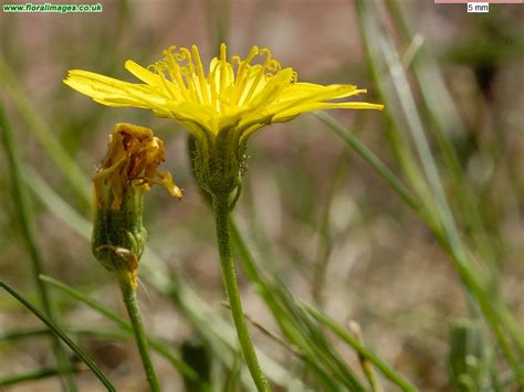Crepis Capillaris Picture 10 Of 14
