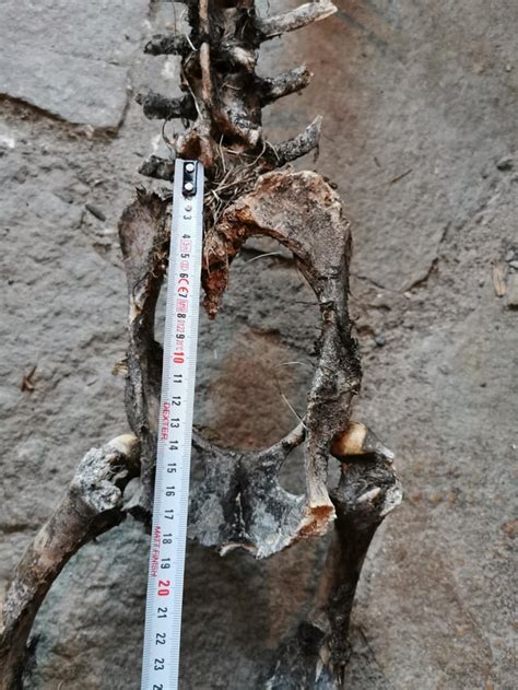 Need Help Identifying These Bones Rbonecollecting