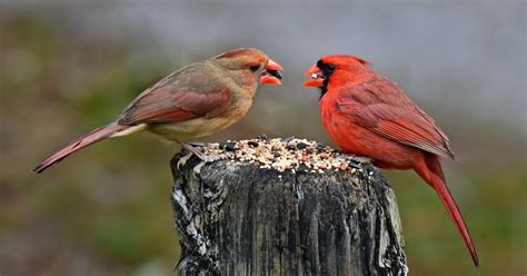 Northern Cardinal Nesting Behaviors Explained Nest Box Live