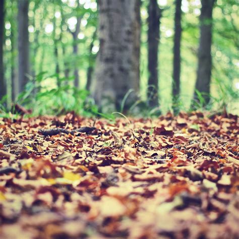 8 Nature Ipad Wallpapers Ideas Ipad Wallpaper Nature Nature Inspiration