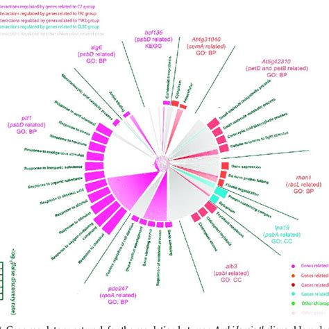 Gene Regulatory Network For The Regulation Between Arabidopsis Thaliana