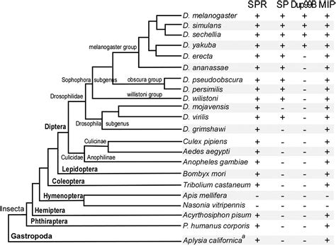 Mips Are Ancestral Ligands For The Sex Peptide Receptor Pnas