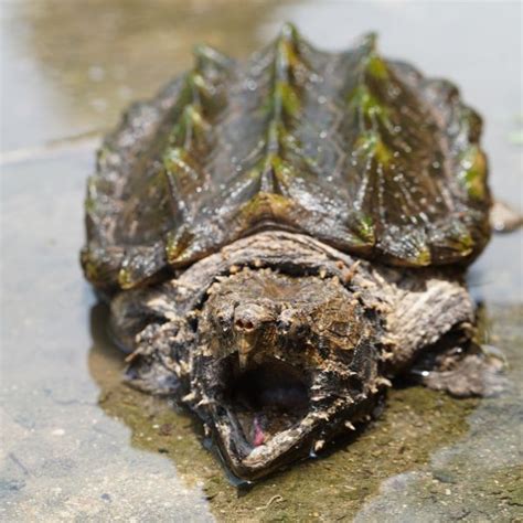 How To Identify A Snapping Turtle All Turtles