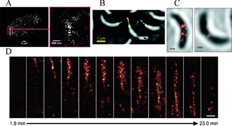 Figure 2 From Single Molecule Spectroscopy And Imaging Of Biomolecules In Living Cells