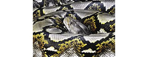 Mix Low Code Node Red With Python