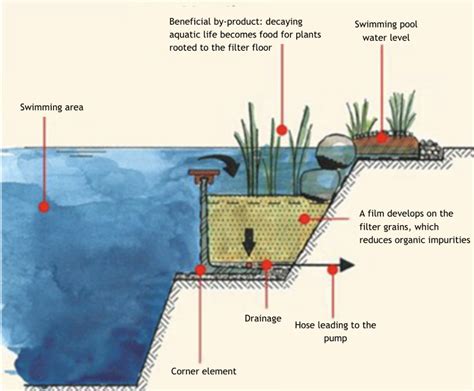 Steps To Building Your Own Natural Swimming Pool Artofit