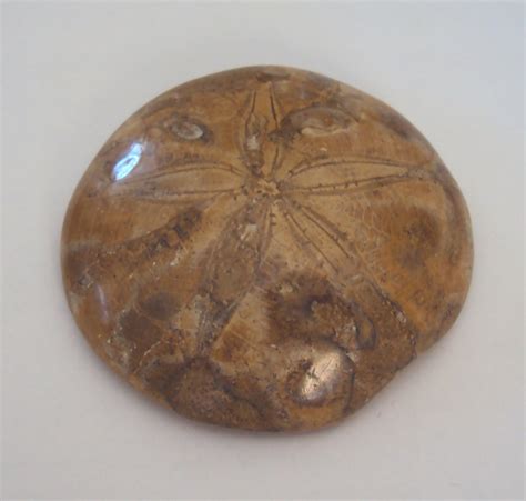 Class Echinoidea Fossil