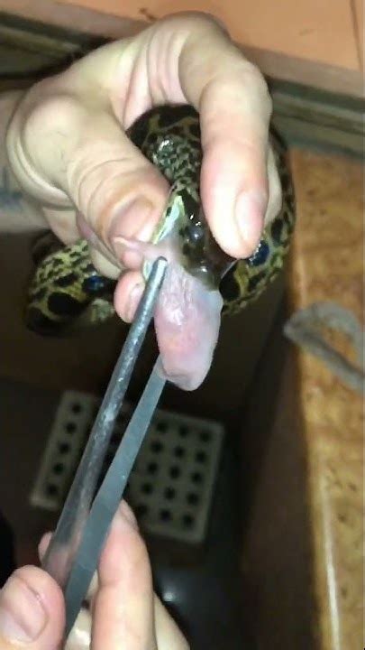 «Как накормить змею если сама она не ест или «Хватай труп и суй ему в глотку Youtube