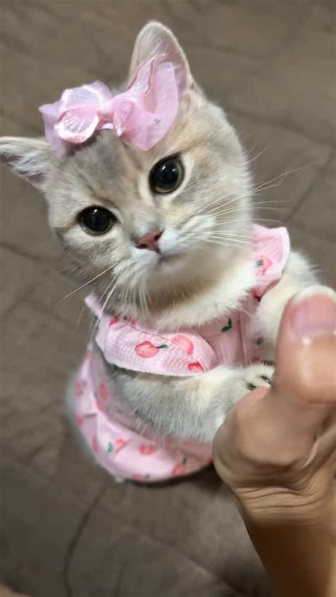 Cutie Cat • 257k Reels On Instagram