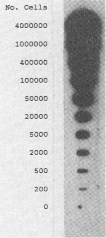 Detection Limits For Isotopically Labeled Oligodeoxynucleotide Probes Download Scientific