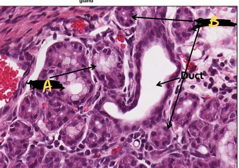 Histology Midterm 1 Winter 2023 Flashcards Quizlet