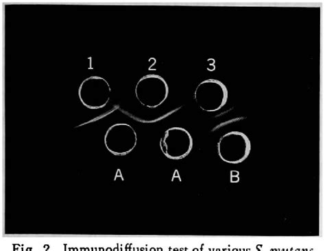 Figure 2 From Properties And Functions Of Cell Surface Protein Antigens