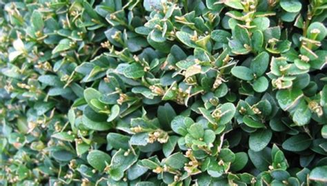 South Florida Hedge Plants