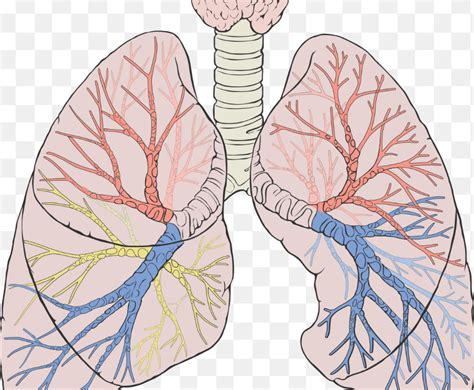 Lungs Diagram Quizlet