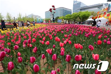 고양에 꽃이 피었습니다 네이트 뉴스