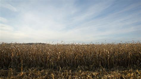New Hybrid Corn Traits Available Ontario Grain Farmer