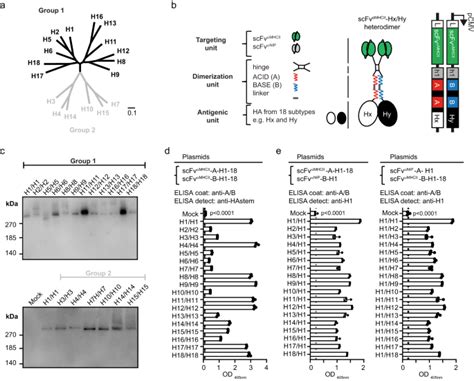 应用基于价的免疫选择来产生针对流感血凝素的广泛交叉反应抗体 Nature Communications X Mol