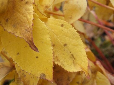 Find Plants Page 117 Wholesale Nursery Supplies And Plant Growers In Oregon Nursery Guide