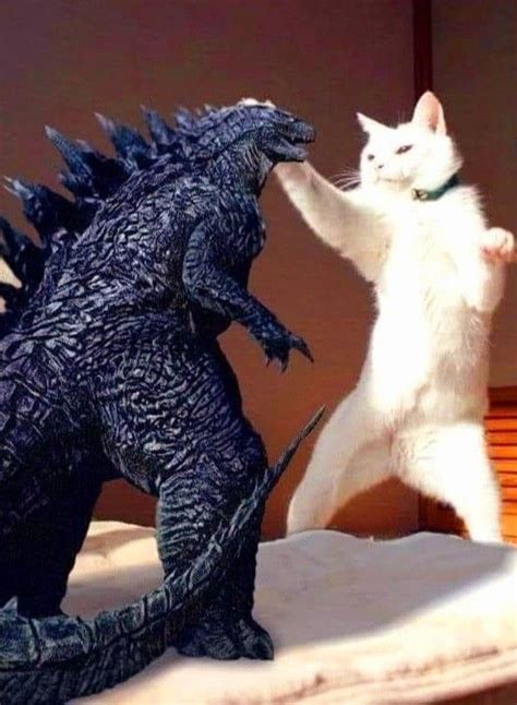Catasters On Tumblr Fede