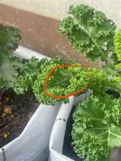 นี่ตัวอะไร สอบถามค่ะ เจอน้อนในแปลงผัก ไม่รู้ว่าน้อนเป็นประเภทก