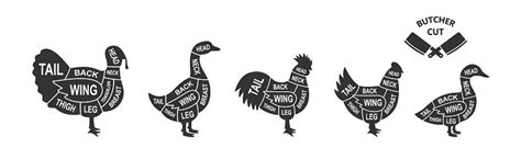 농장 조류 계획 컷의 세트 정육점 다이어그램 포스터 터키 닭고기 수탉 오리 거위 고기 컷 고기 다이어그램 구성표 그림 거위 새에 대한 스톡 벡터 아트 및 기타 이미지