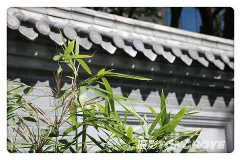 翠竹在秋風中搖曳 每日頭條