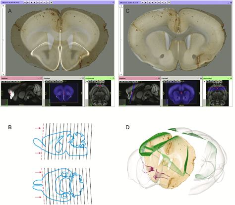 Visualization Of The Allen Developing Mouse Brain Atl