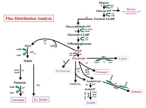 Fermentation Pathway Of E Coli Under Anaerobic Condition V I Download Scientific Diagram