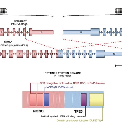 Schematic Of The Nonotfe3 Fusion Transcript Showing The Chromosomal Download Scientific