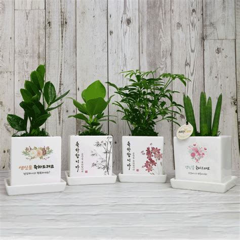 축하전용 메세지화분 축하합니다 축하 메세지화분 하우숩