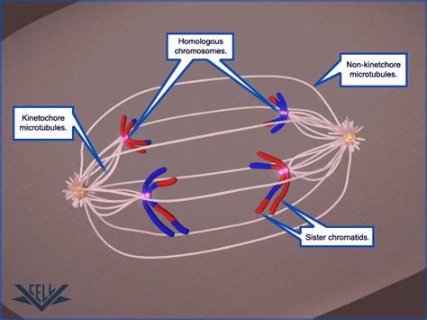 Metaphase Spindle Fibers