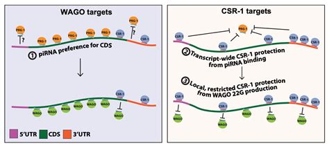 Rna Seq Analysis Toolkit Ryans Blog
