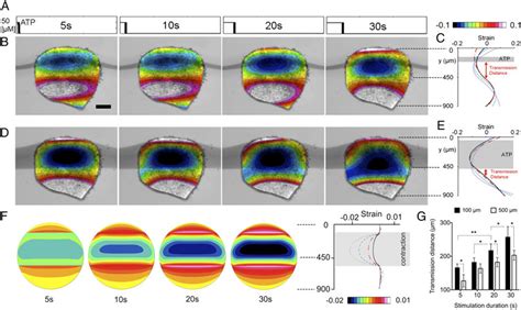 Contractile Actuation Response Of An Embryonic Tissue To Spatially Download Scientific Diagram