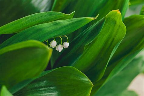 계곡의 아름다운 꽃 백합과 본격적인 신뢰할 수있는 자연 배경 계곡에 대한 스톡 사진 및 기타 이미지 계곡 계절 꽃 나무 Istock